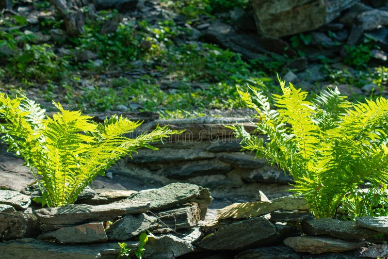 Two Fern Plants on the Rocks Stock Image - Image of garden, sunny ...