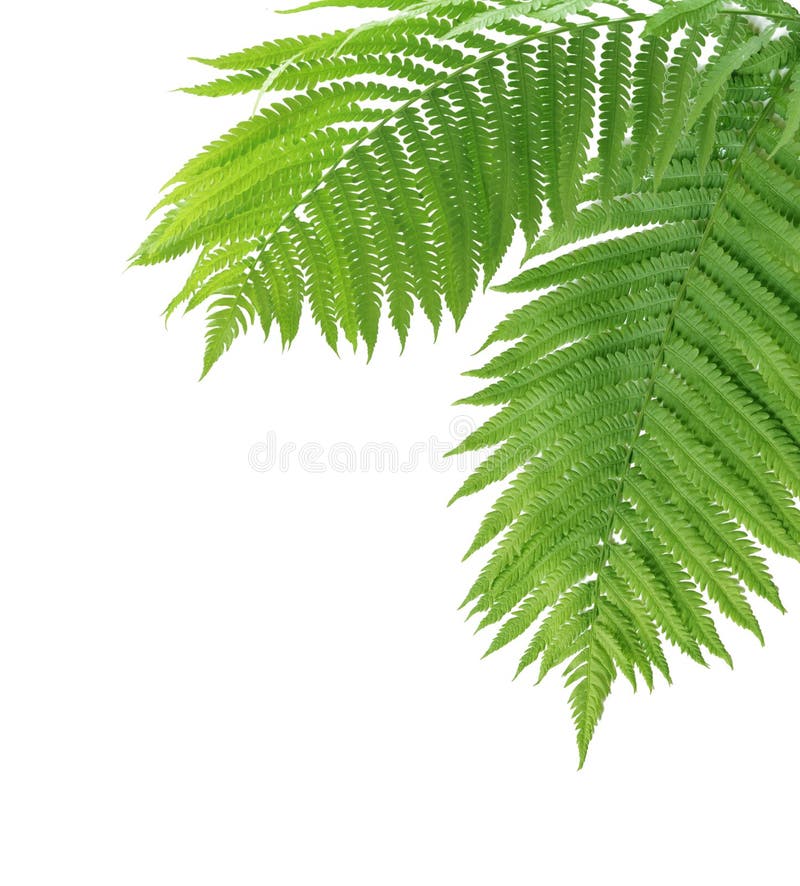 Two Ferns stock photo. Image of green, greenery, bright - 5244386