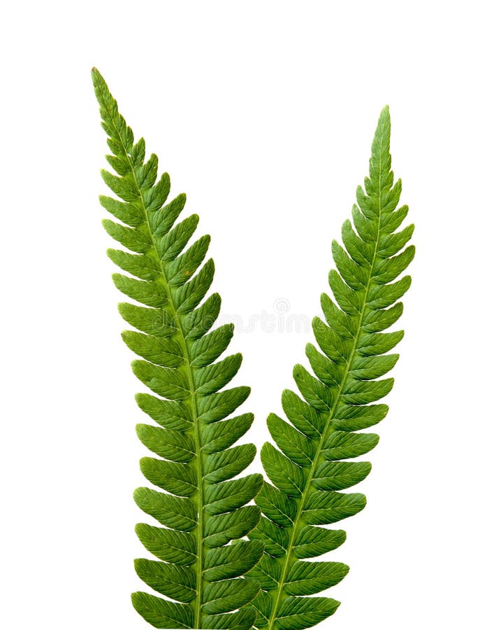 41,059 Ferns Photos - Free & Royalty-Free Stock Photos from Dreamstime