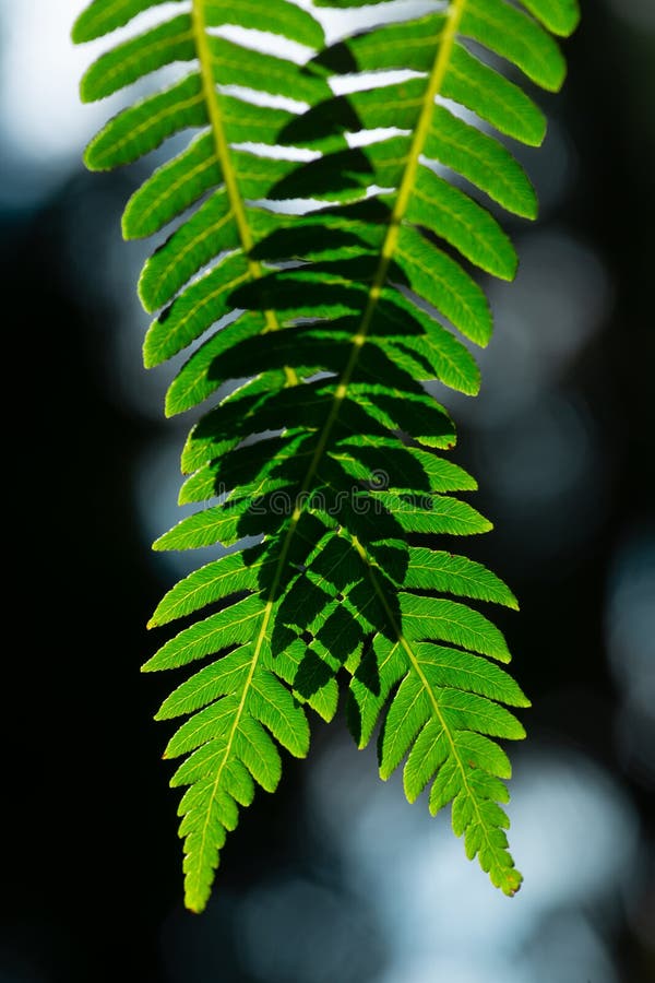 Two Ferns Crossed Creating a Beautiful Green Glow Stock Image - Image ...