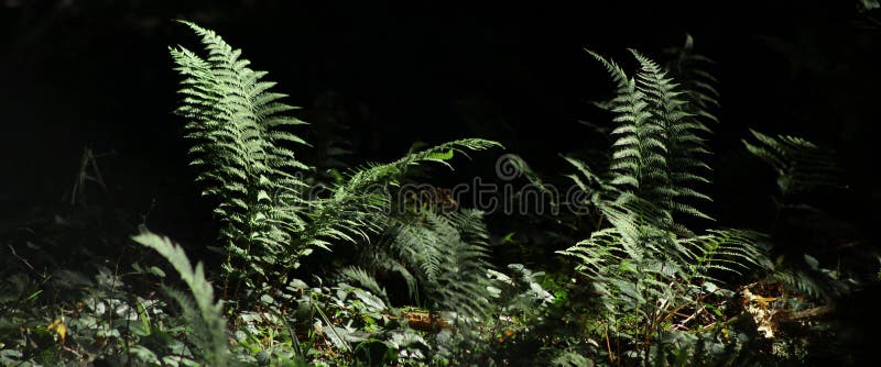 Two Ferns stock image. Image of growth, calm, light - 166327435