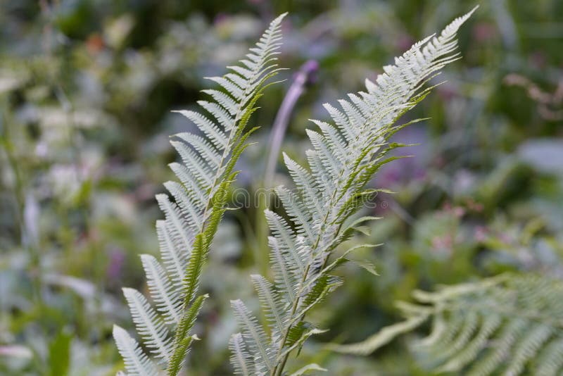 Two ferns stock image. Image of aquatic, ferns, fern - 251661653