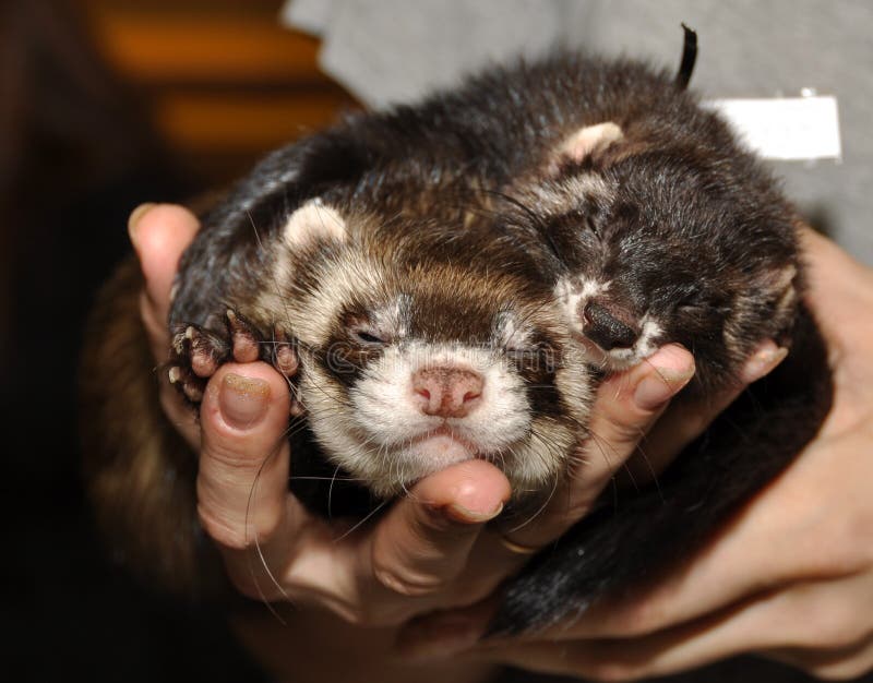 Two ferrets kissing stock image. Image of furo, close - 39729365