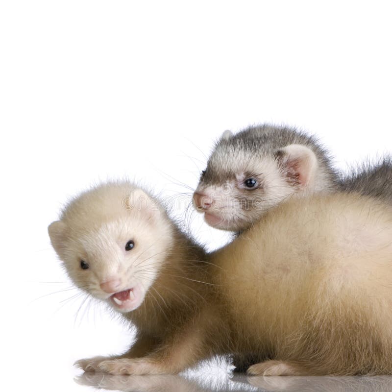 Two Ferrets stock photo. Image of portrait, polecat, ferrets - 2427452