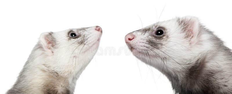 Two ferrets look up stock image. Image of fluffy, playful - 21690235