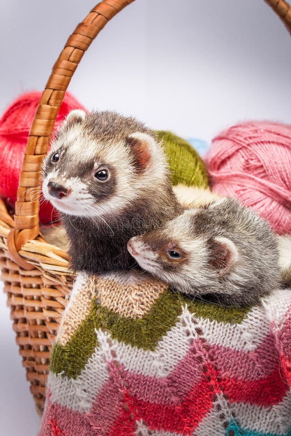 Two Ferrets Sitting in a Basket Stock Image - Image of black, lying ...