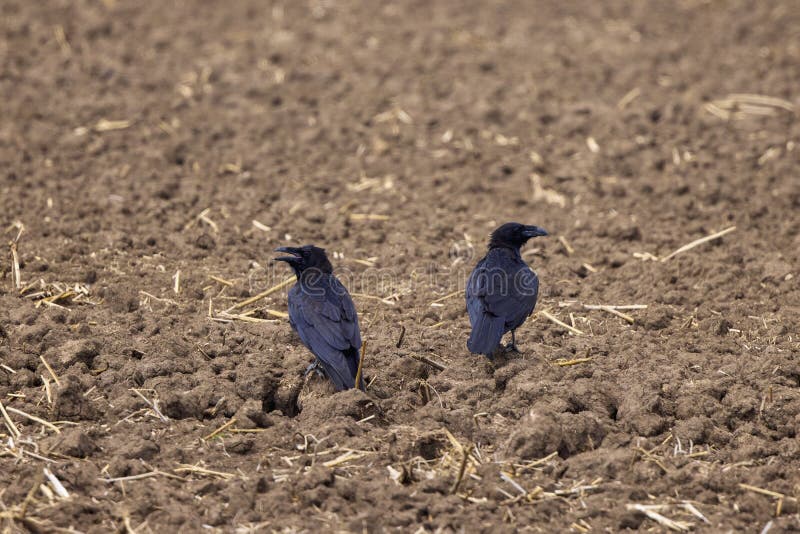 Two field crows sitting stock photo. Image of time, black - 254933206
