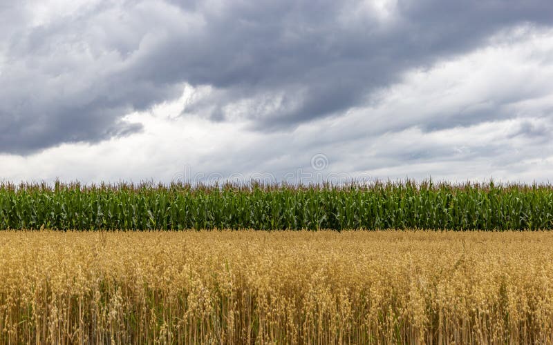 Two Fields: Corn and Oat. Stormy Sky Stock Photo - Image of plant ...