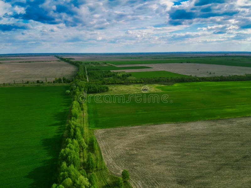 Forest Belt, Forest Line, Deep Blue Sky View, Field, Electric Wires ...