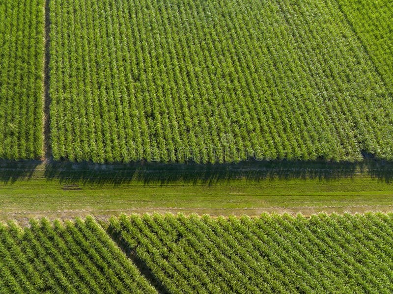 Green Sugarcane Fields in Late Afternoon Light Stock Image - Image of ...