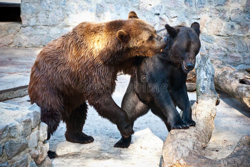 Two fighting bears stock photo. Image of mammal, bear - 24004960