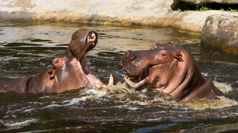Two Fighting Hippos (Hippopotamus Amphibius) Stock Photo - Image of ...