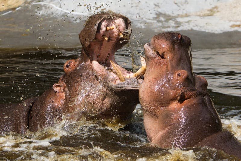 Two Fighting Hippos (Hippopotamus Amphibius) Stock Photo - Image of ...