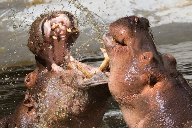 Two Fighting Hippos (Hippopotamus Amphibius) Stock Image - Image of ...