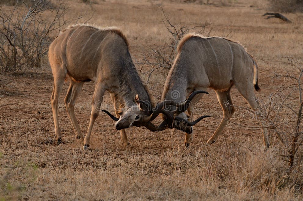 Two Fighting Kudus stock image. Image of kudu, kruger - 22216999