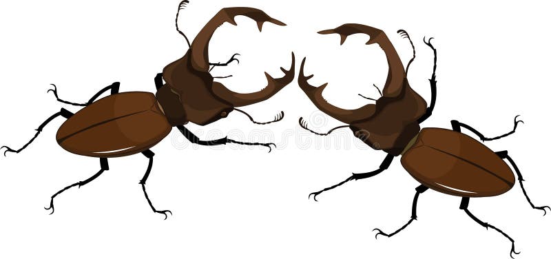 Lucanus Cervus. Vector Drawing Stock Vector - Illustration of cartoon ...