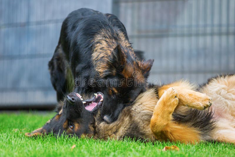 Two Fighting Old German Shepherd Dogs Stock Image - Image of grass ...