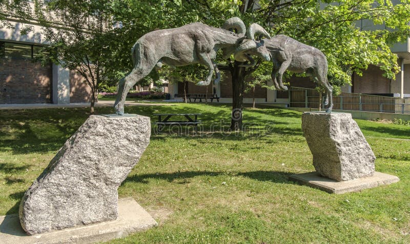 Two fighting rams stock image. Image of nature, ranch - 59522789