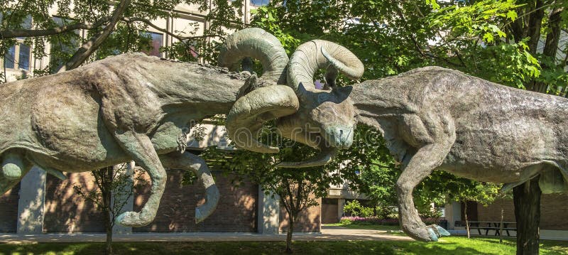 Two Angry Rams Stock Photos - Free & Royalty-Free Stock Photos from ...