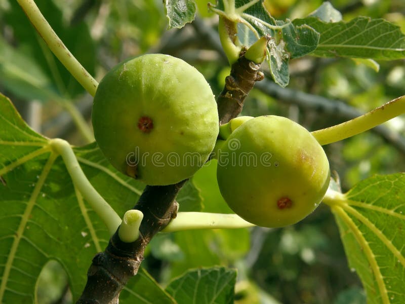 Green olives tree stock photo. Image of fresh, cuisine - 14838802