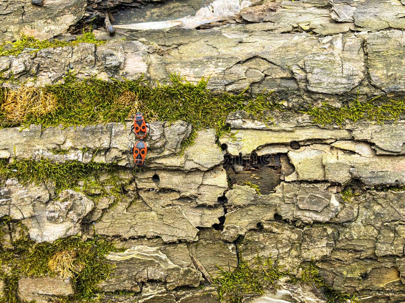 Two Firebug, Pyrrhocoris Apterus Tandem Formation when Mating on Wood ...