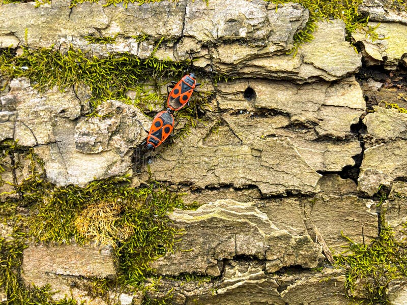 Tandem Formation of Male and Female Firebugs Joined by Back Sides Top ...