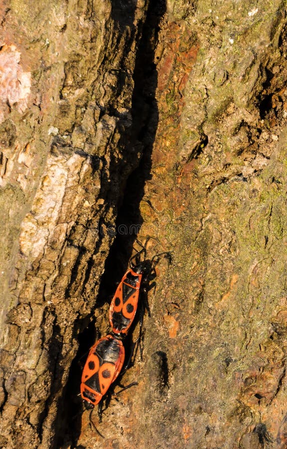 Two Firebugs Mating on a Dry Brown Bark of a Tree in Early Spring Stock ...