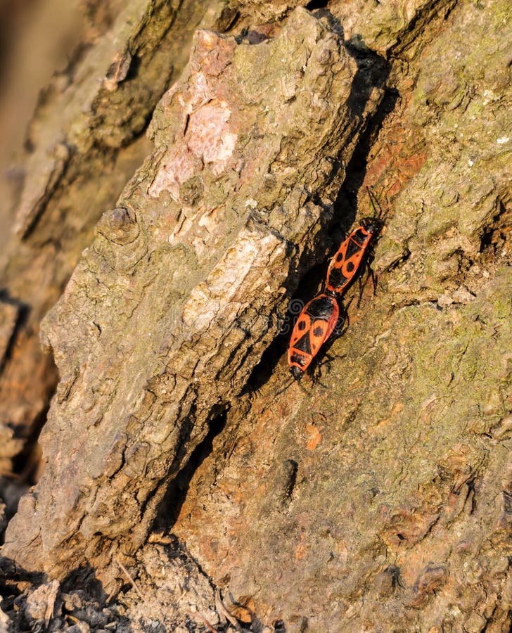 Two Firebugs Mating on a Dry Brown Bark of a Tree in Early Spring Stock ...