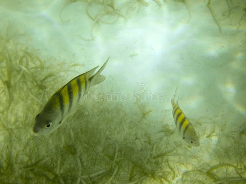 Two fish stock image. Image of yellow, bottom, green - 10407709