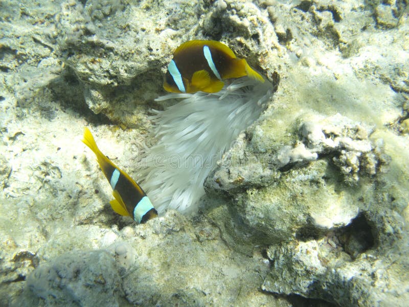 Two Fish stock image. Image of anemone, coral, pomacentridae - 27550351
