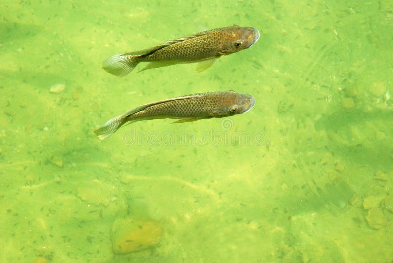 Two fish stock photo. Image of multiple, lake, feeding - 4009174