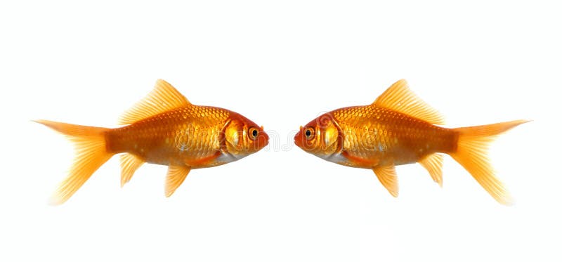 Two fish stock photo. Image of animal, color, mirror, orange - 5087206