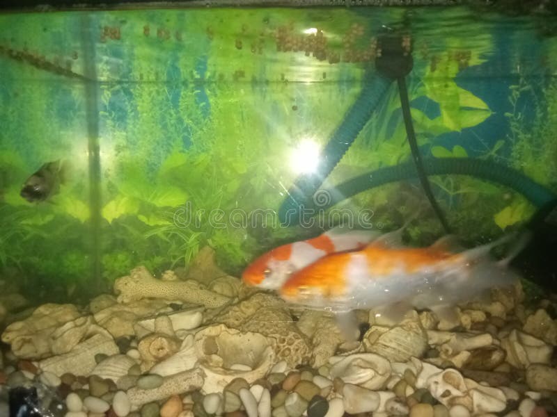 Two Orange Fish in the Aquarium Stock Image - Image of reef, coral ...