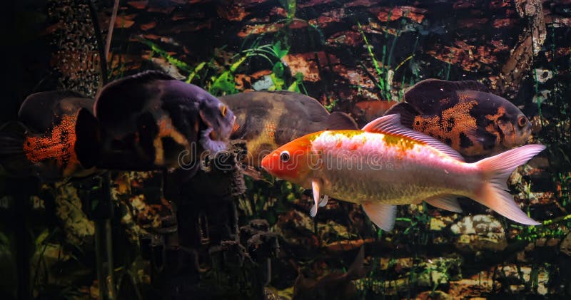 Two fish stock photo. Image of egypt, beauty, eyes, bubble - 34907664