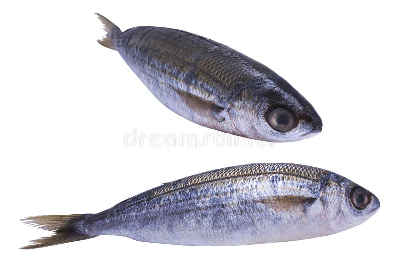 Animals Greece Drawing Stock Photos - Free & Royalty-Free Stock Photos ...