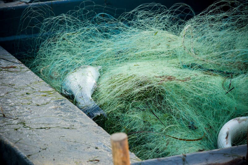 Two fish in a fishnet stock photo. Image of harvesting - 103137760