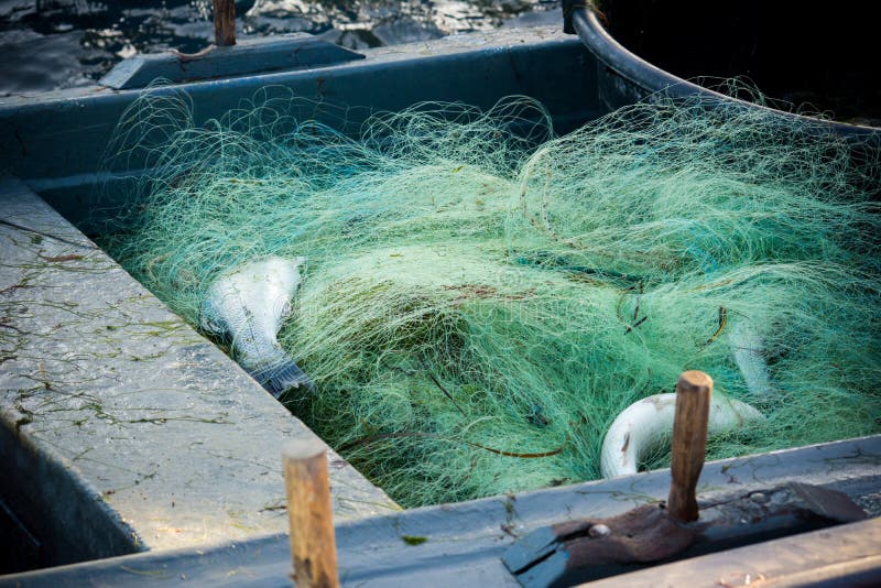 Two fish in a fishnet stock photo. Image of outdoor - 103137620