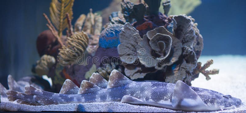 Two Fish Kissing in an Aquarium Stock Image - Image of aquarium, bottom ...
