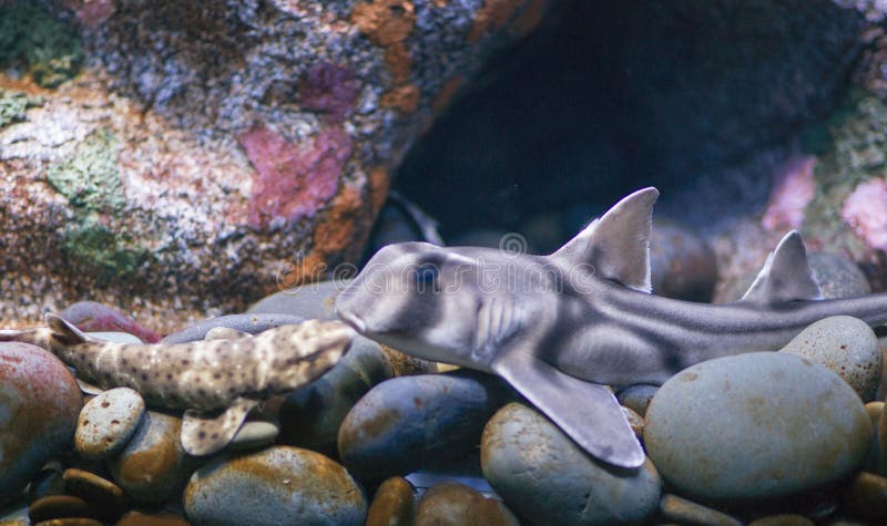 Two Fish Kissing in Aquarium Stock Image - Image of colourful, rocks ...