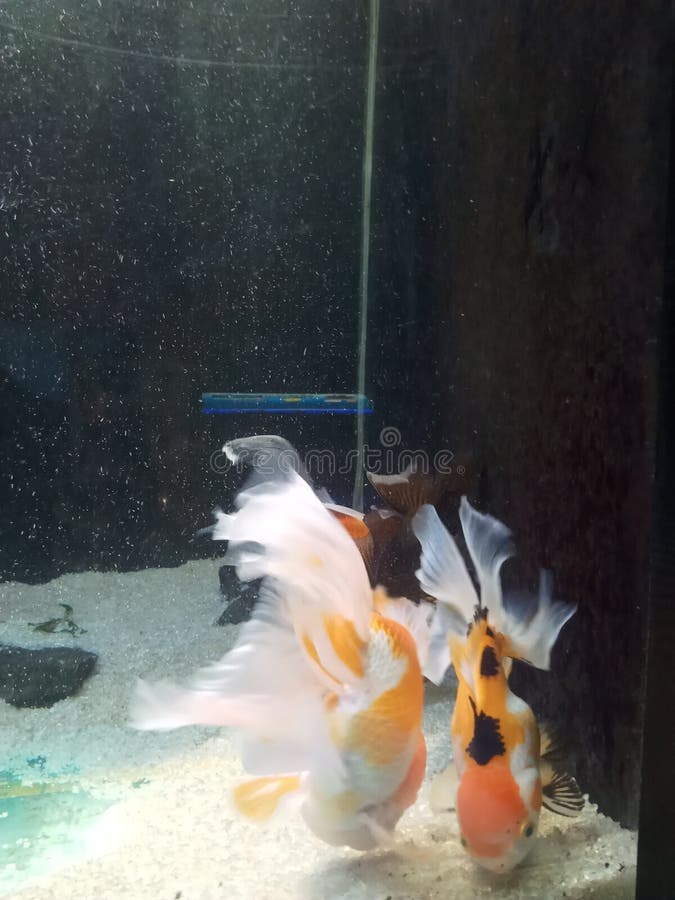 Two Fish Looking for Food Di Dasar Air Stock Image - Image of looking ...