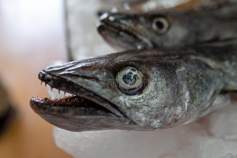 Freshly Caught Fish Displayed on Ice at a Market Showcasing Local ...
