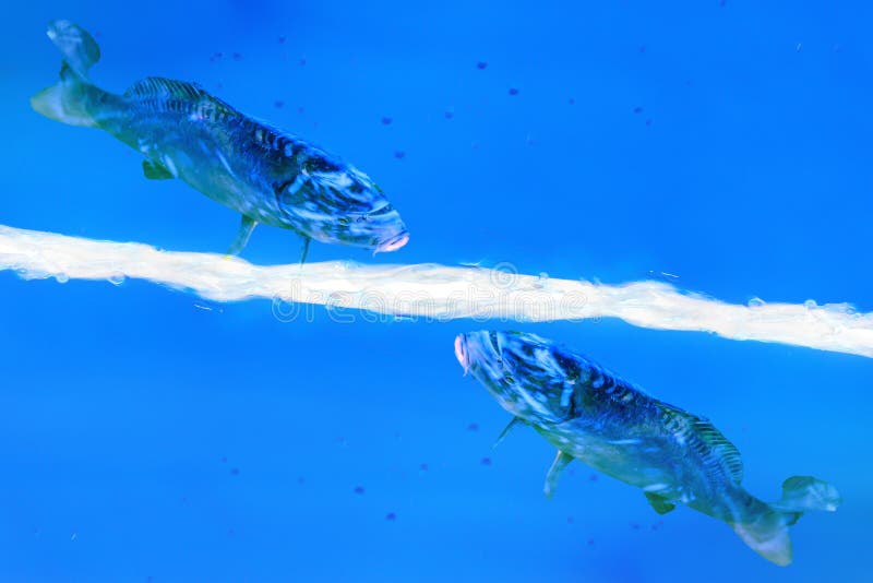 Two Fish Swim in a Blue Liquid. Stock Image - Image of backgrounds ...