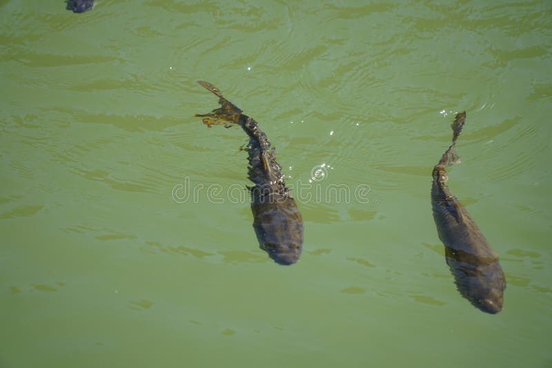 Two fish swimming in pond stock image. Image of water - 274896507