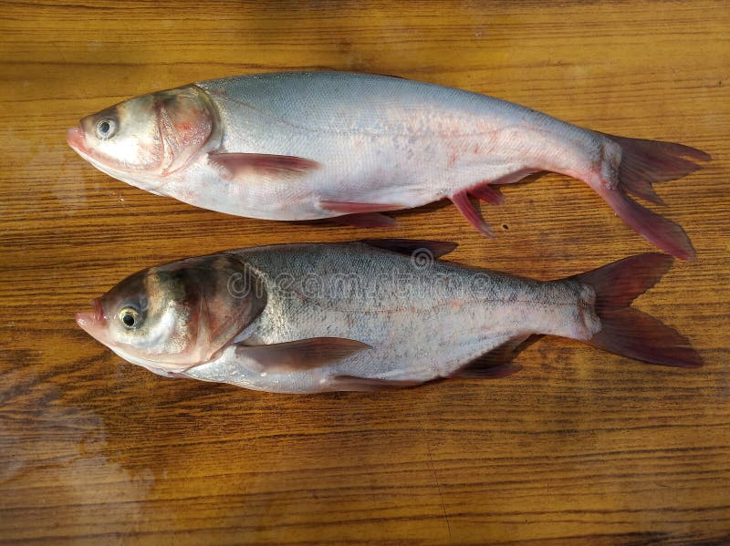 Two Fish on Table Close-up Image Stock Image - Image of tasty, table ...
