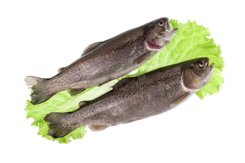 Two Fish Trout with Lettuce Leaves Stock Image - Image of shellfish ...