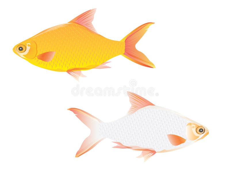 Two fish stock vector. Illustration of goldfish, color - 77958080