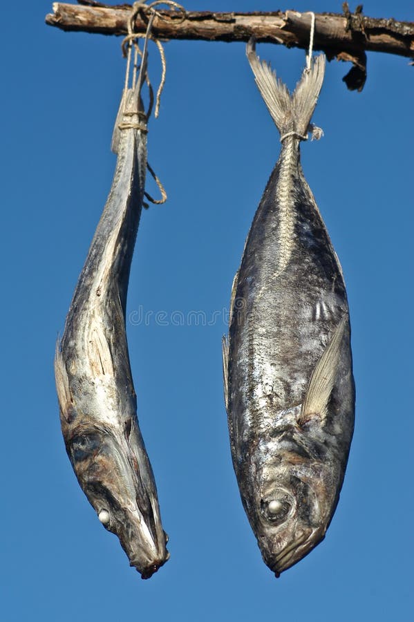 Two fishes stock photo. Image of blue, hanging, death - 12487892