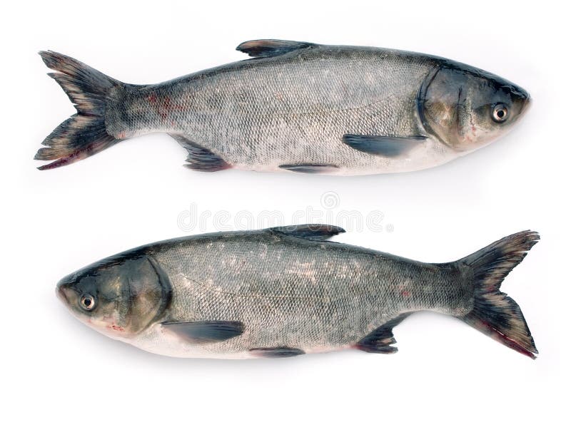Two fishes stock image. Image of carp, ingredient, dinner - 1897815