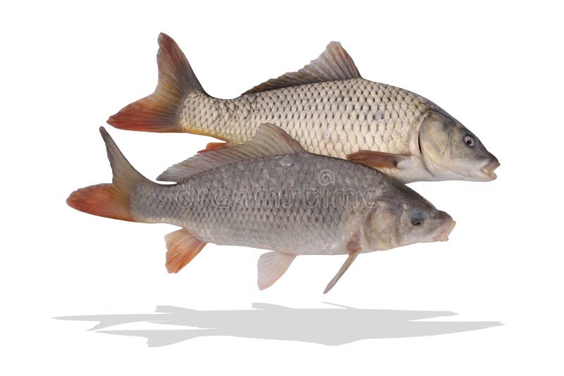Two fishes isolate stock image. Image of dinner, nutritious - 17910821