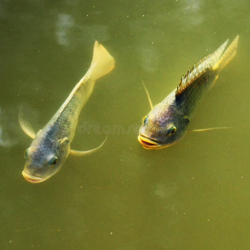 Two fishes. stock image. Image of yellow, river, lake - 35918861